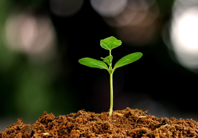 FISD’s Sustainability Efforts Save Some Green